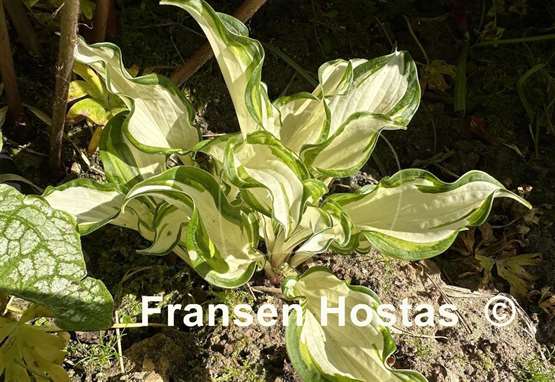 Hosta Kiwi Spearmint - Fransen Hostas